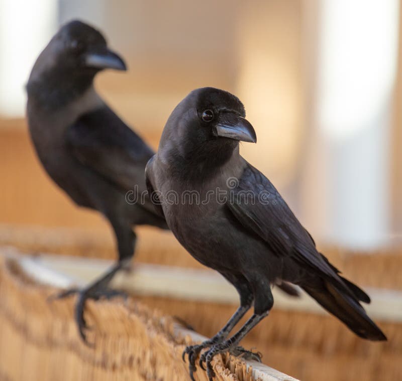 Portrait of a Black Crow in the Park. Stock Photo - Image of corvus ...