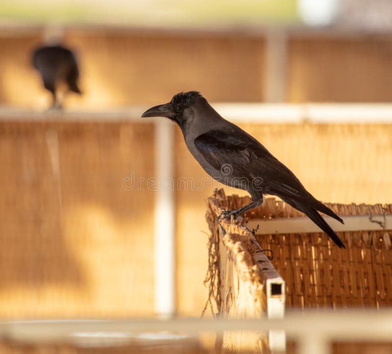 Portrait of a Black Crow in the Park. Stock Photo - Image of raven ...