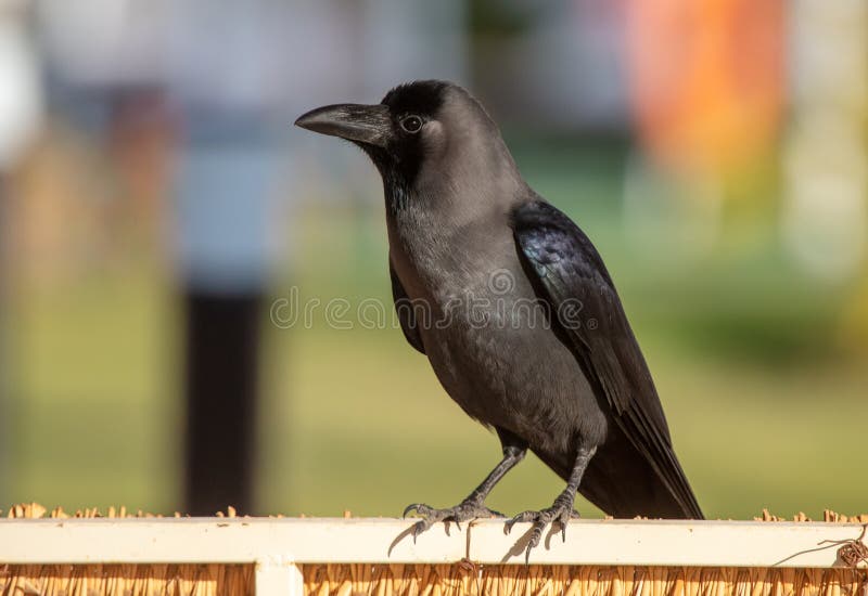 Portrait of a Black Crow in the Park. Stock Photo - Image of ...