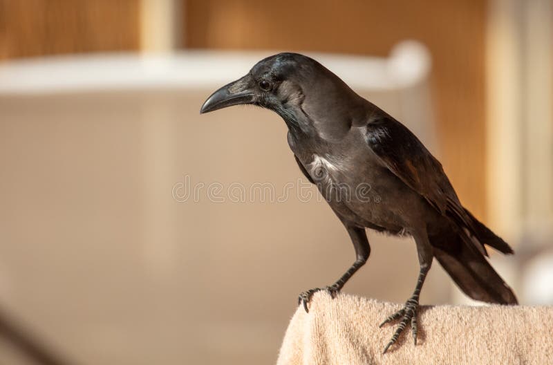 Portrait of a Black Crow in the Park. Stock Image - Image of head, crow ...
