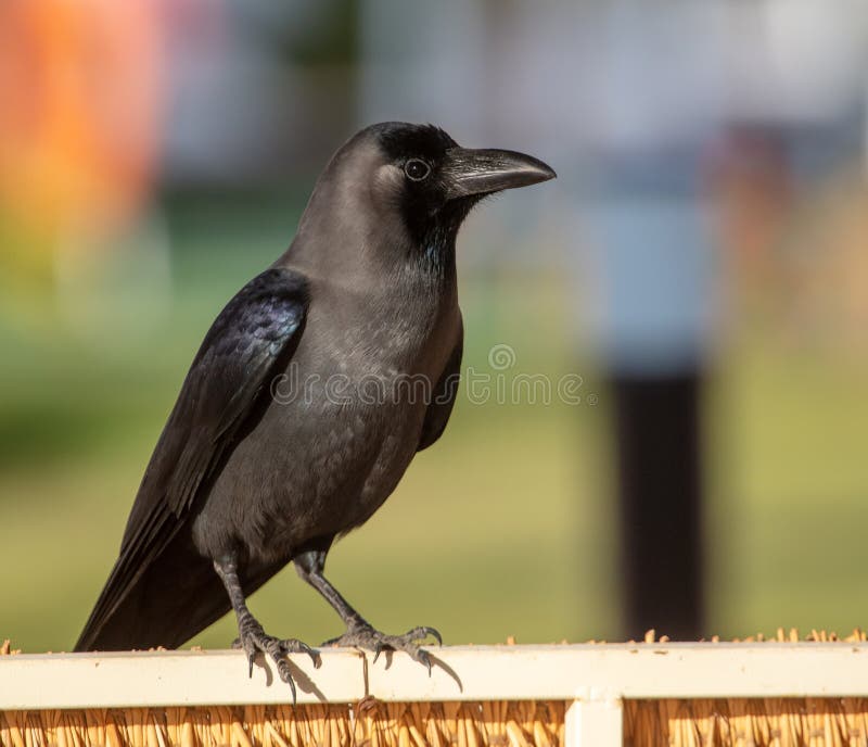 Portrait of a Black Crow in the Park. Stock Image - Image of head ...