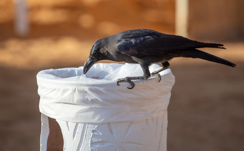 Portrait of a Black Crow on a Trash Can. Stock Photo - Image of waste ...