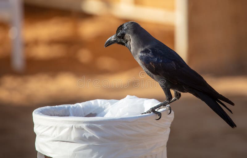 Portrait of a Black Crow on a Trash Can. Stock Photo - Image of garbage ...