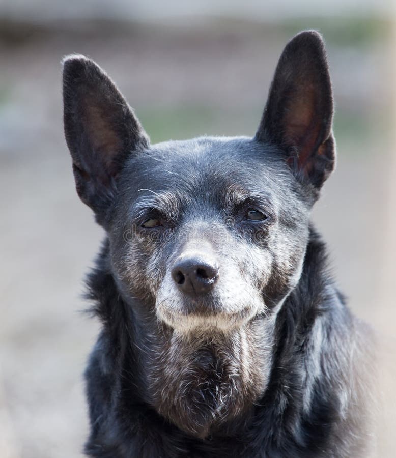 Portrait of a Black Dog on the Nature Stock Photo - Image of ...