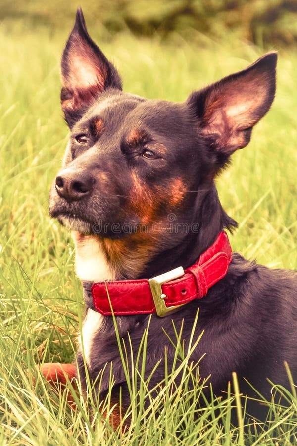 Portrait of a Black Dog with a Red Collar in a Field Stock Image ...