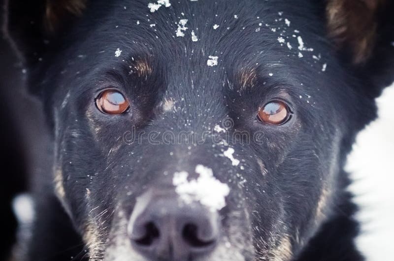 Portrait of a Black Dog with Snow on the Face Close-up Stock Image ...