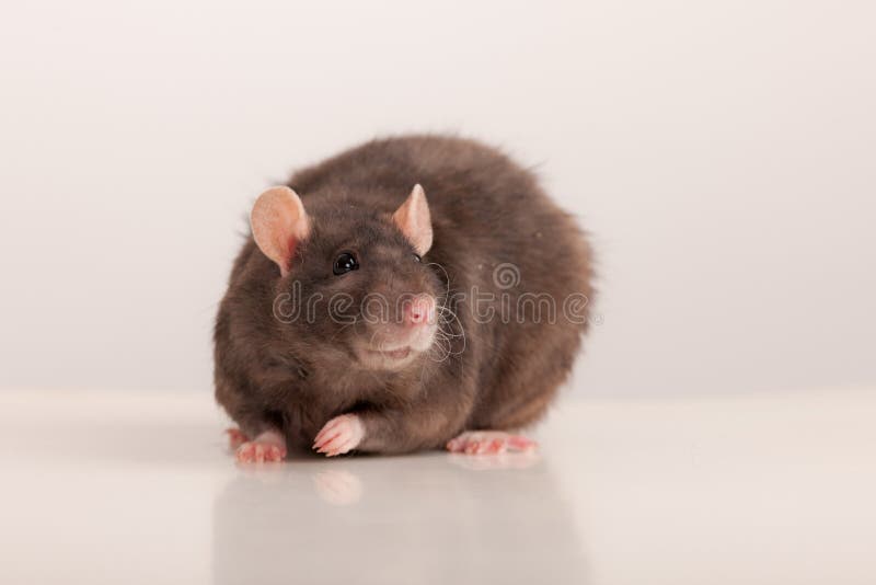 Portrait of a Black Domestic Rat Closeup Stock Image - Image of rodent ...