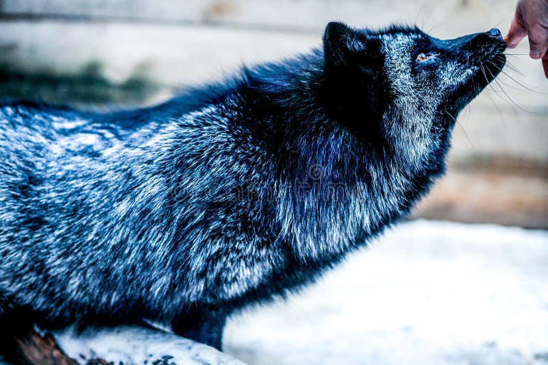 Portrait of Black Fox in the Aviary Stock Photo - Image of peace ...