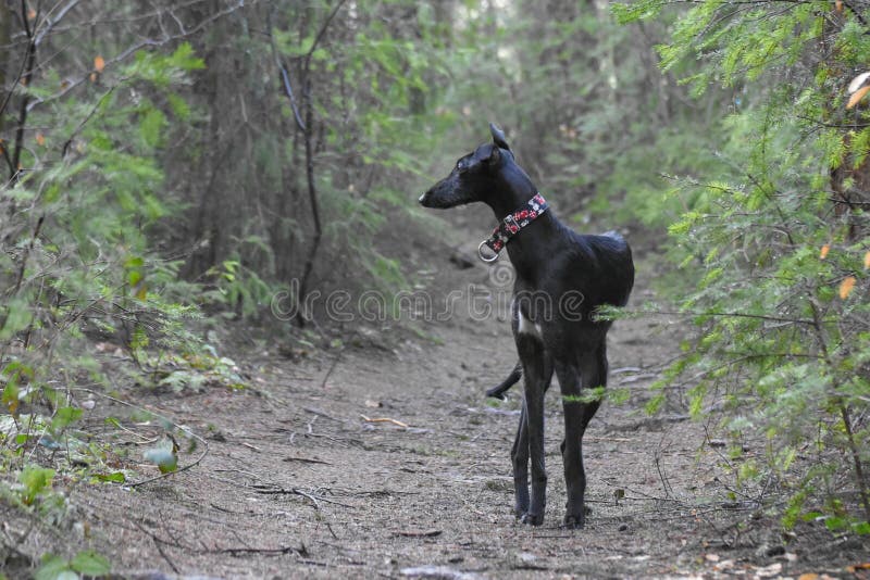 Portrait of a Black Galgo Espanol Stock Image - Image of black, hunting ...