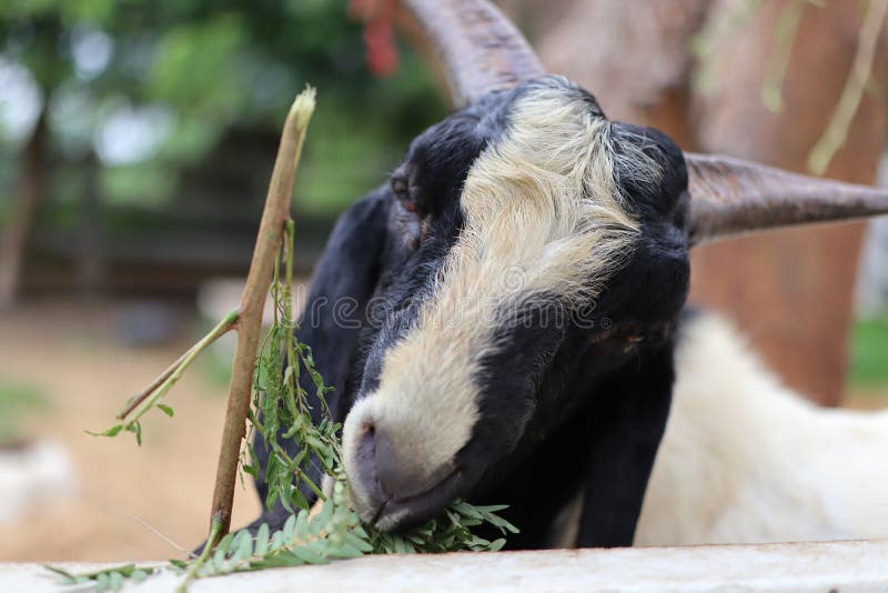 1 Black Goat with White Stripes Standing on the Lawn in an Outdoor Goat ...