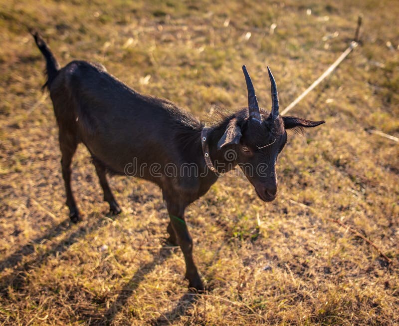 Portrait of a Black Goat in a Pasture Stock Photo - Image of spring ...