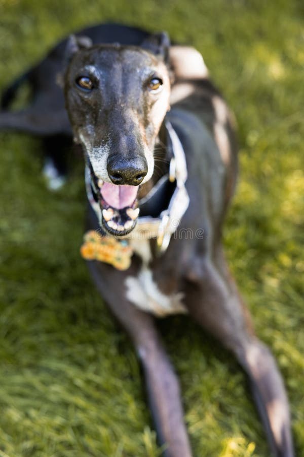VERTICAL PORTRAIT of a SMILING BLACK GREYHOUND RESTING in the GARDEN ...