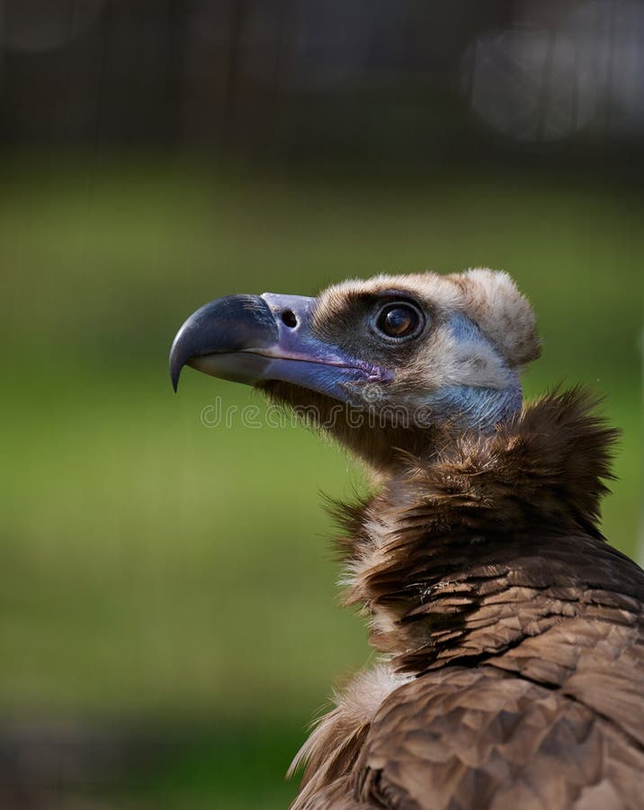 Portrait of a Black Griffin Bird in Nature Stock Photo - Image of fauna ...
