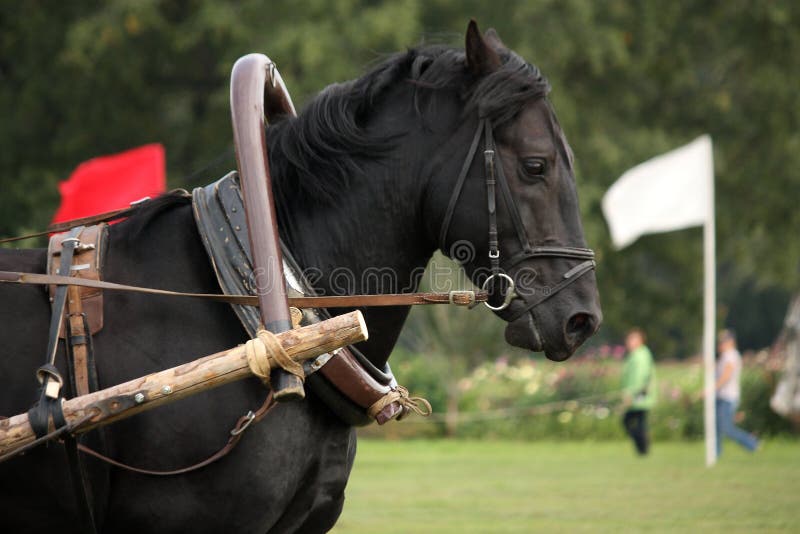 Portrait of Black Horse Pulling the Harness Stock Image - Image of ...