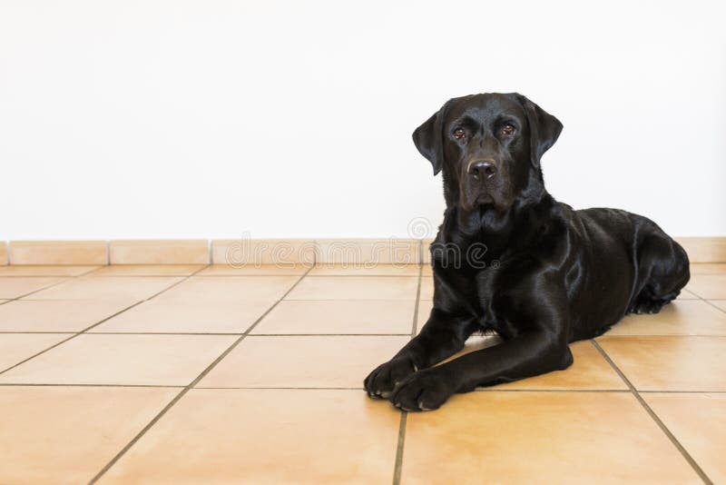 Portrait of a Black Labrador Looking at the Camera. Front View Stock ...