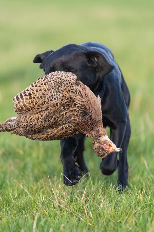 Black Labrador stock image. Image of natural, loyal - 206274867