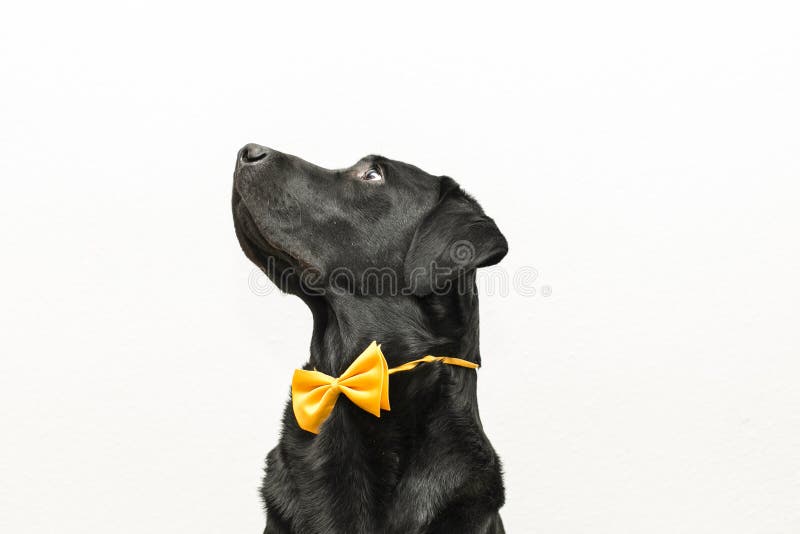 Dog Portrait. Front View. Black Labrador on White Background Stock ...
