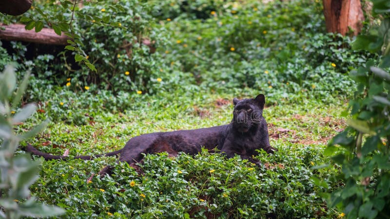 The Leopard Tiger is Cute and Speed Wildanimal in Zoology Stock Photo ...