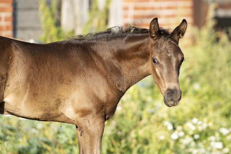 Portrait of Black Little Foal Posing at Sunny Evening Stock Photo ...