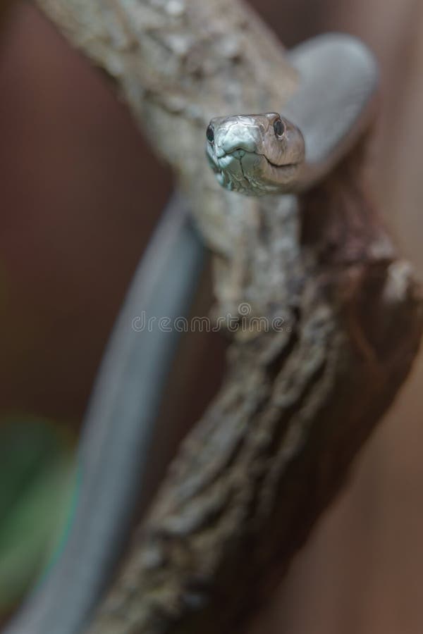 Black mamba stock photo. Image of outdoor, green, animal - 269863418