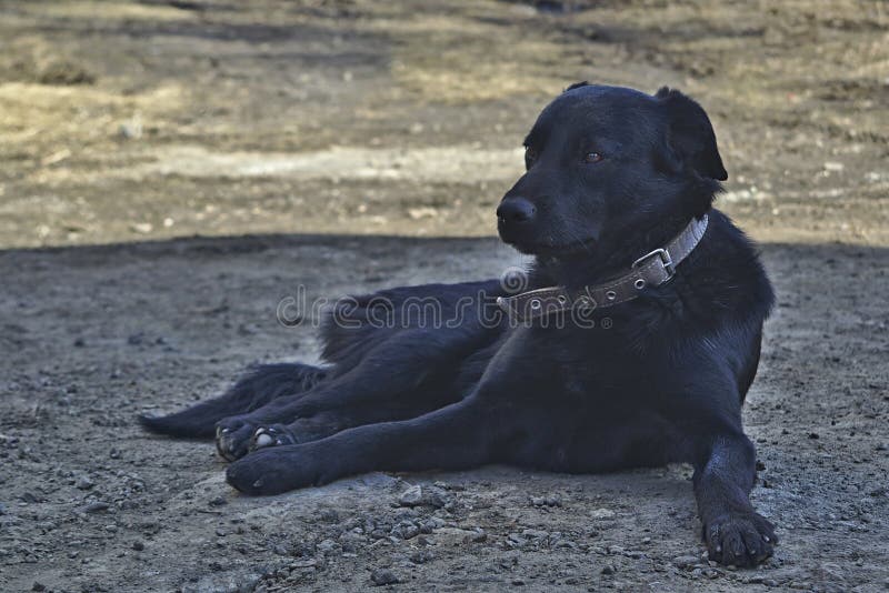 Black Mongrel Dog in a Collar Resting in the Shade Stock Image - Image ...