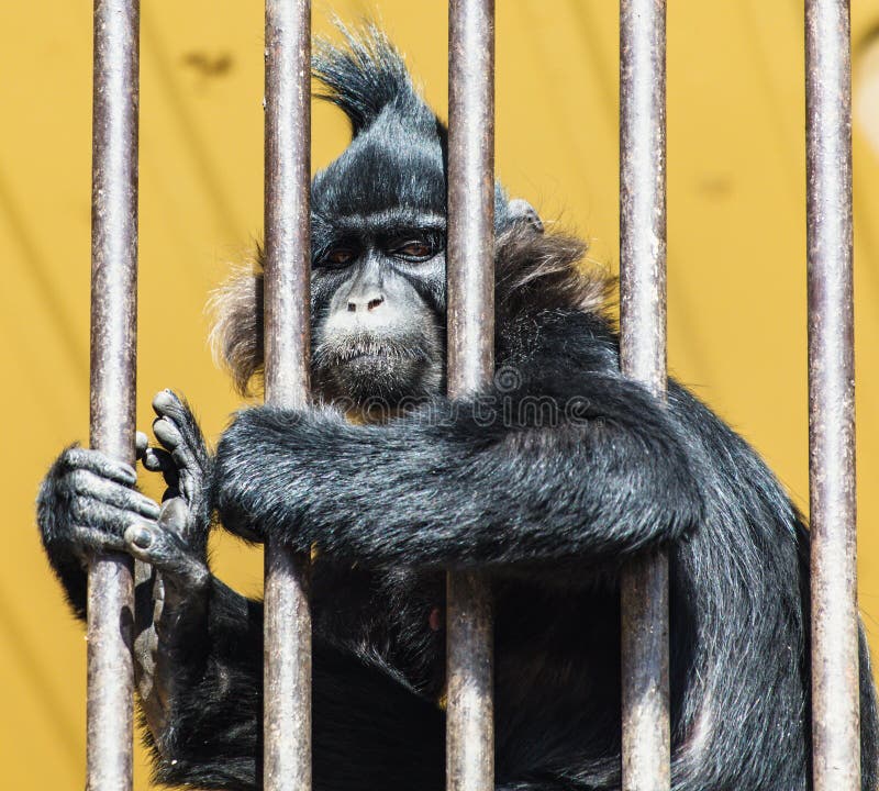 Portrait of a Black Monkey Behind a Fence in a Zoo. Close-up Stock ...