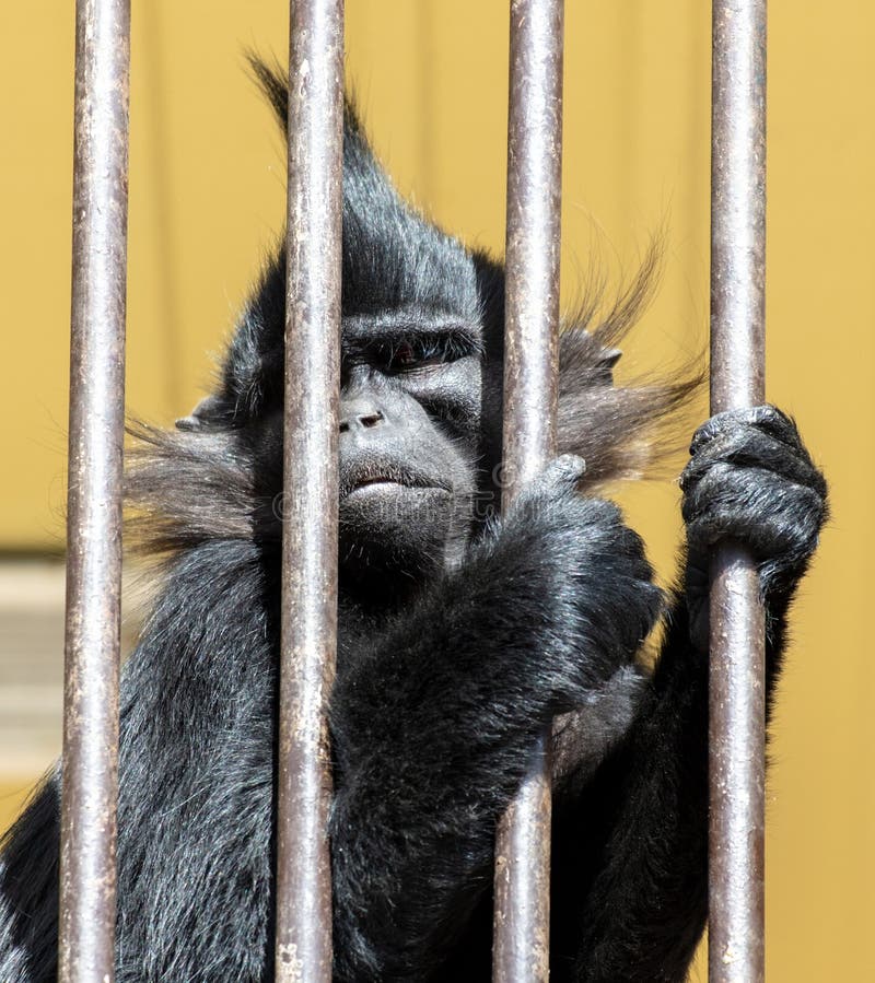 Portrait of a Black Monkey Behind a Fence in a Zoo. Close-up Stock ...