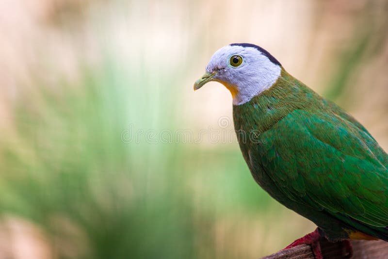 Portrait of Black Naped Fruit Dove Bird Stock Photo - Image of forest ...