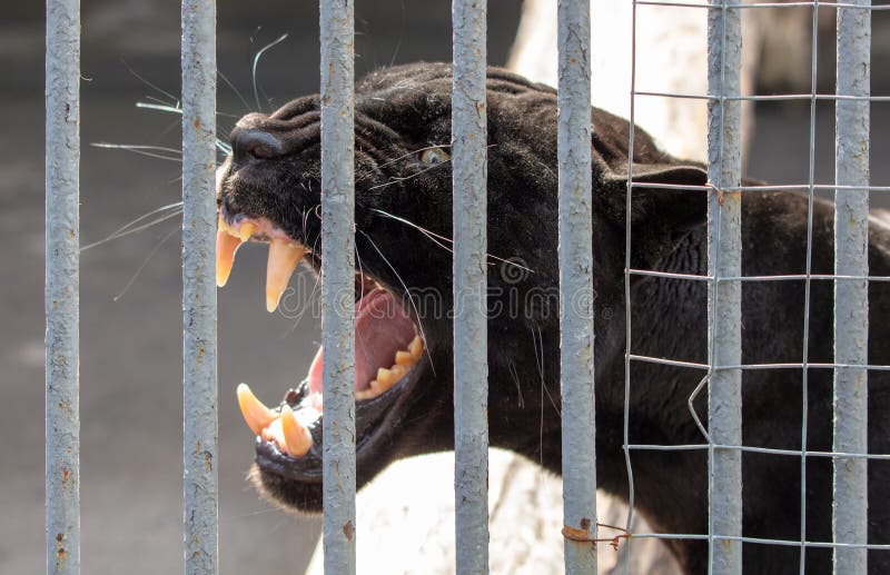 104 Black Panther Cage Zoo Stock Photos - Free & Royalty-Free Stock ...