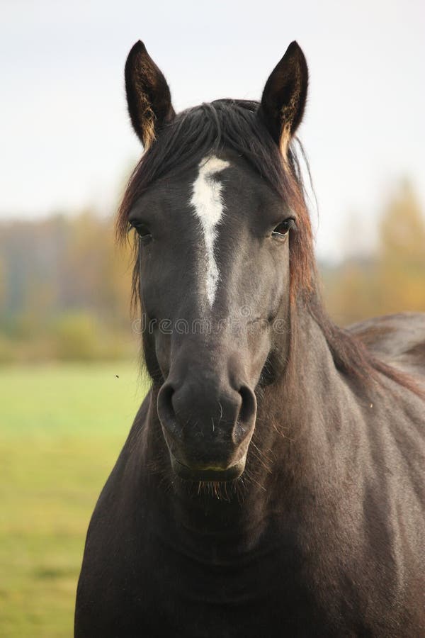 Black Percheron Draft Horse Head Shot Stock Photo - Image of livestock ...