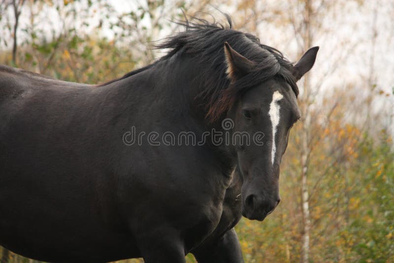 Black Percheron Stallion Standing Firm Stock Photo - Image of ...