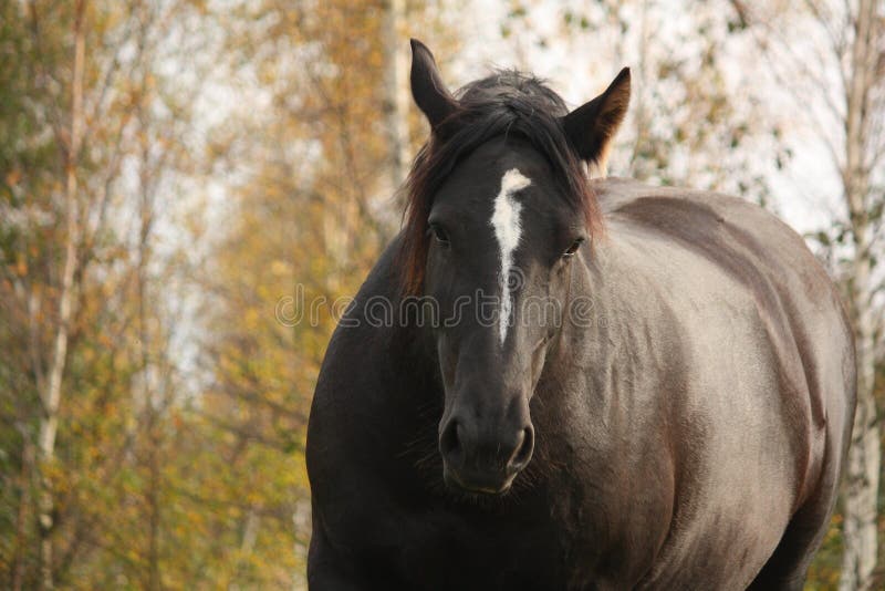 Black Percheron Draft Horse Head Shot Stock Photo - Image of livestock ...