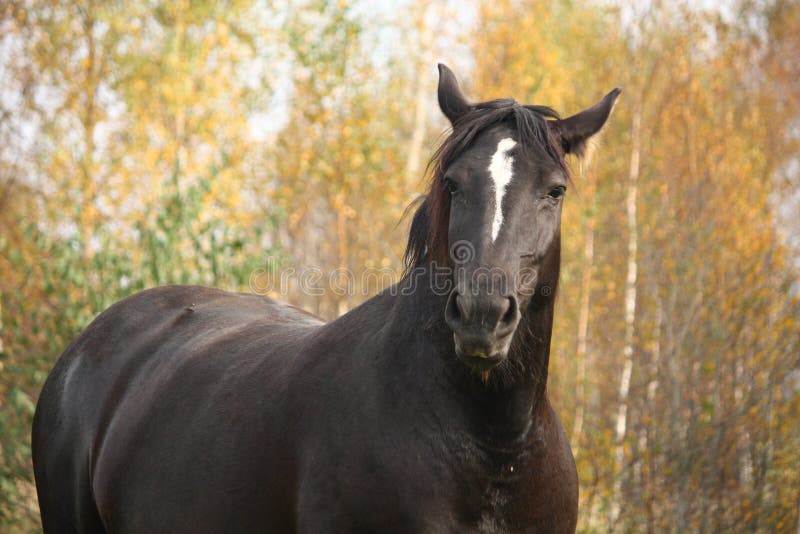 Black Percheron Draft Horse Head Shot Stock Photo - Image of livestock ...