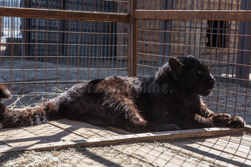 Portrait of the black puma stock image. Image of design - 95784067