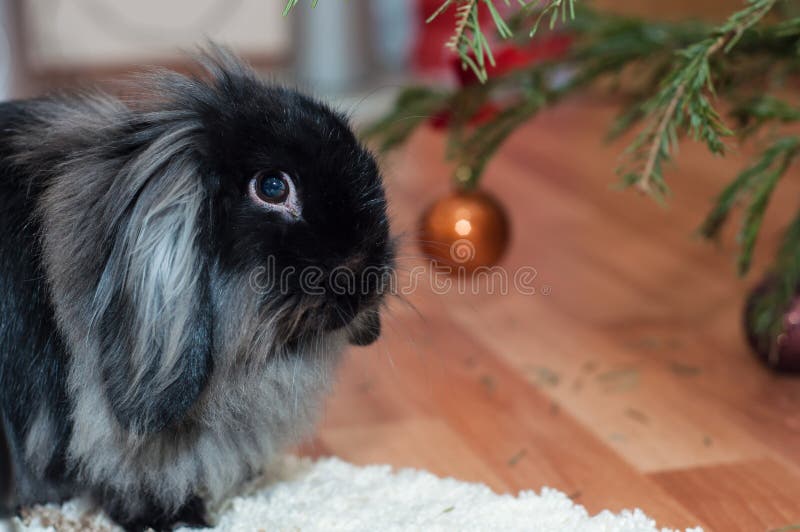 Portrait of black rabbit stock image. Image of angora - 49655151