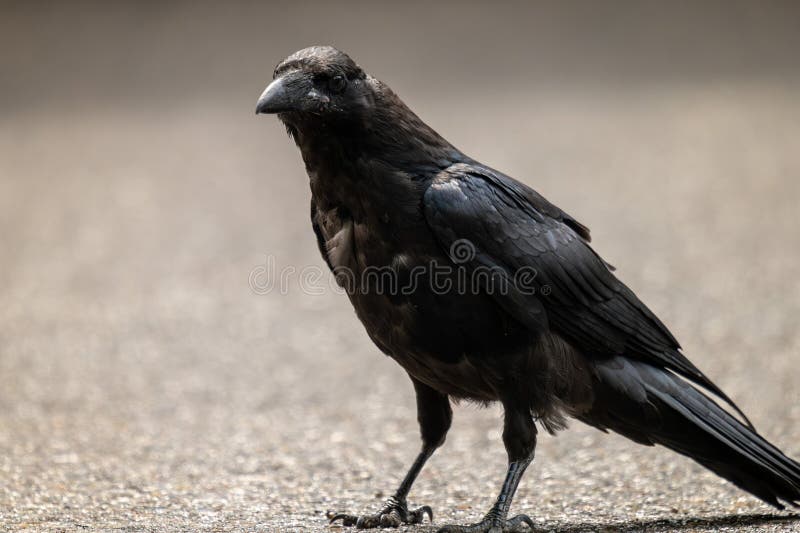 A Portrait of a Black Raven Stock Image - Image of freedom, portrait ...