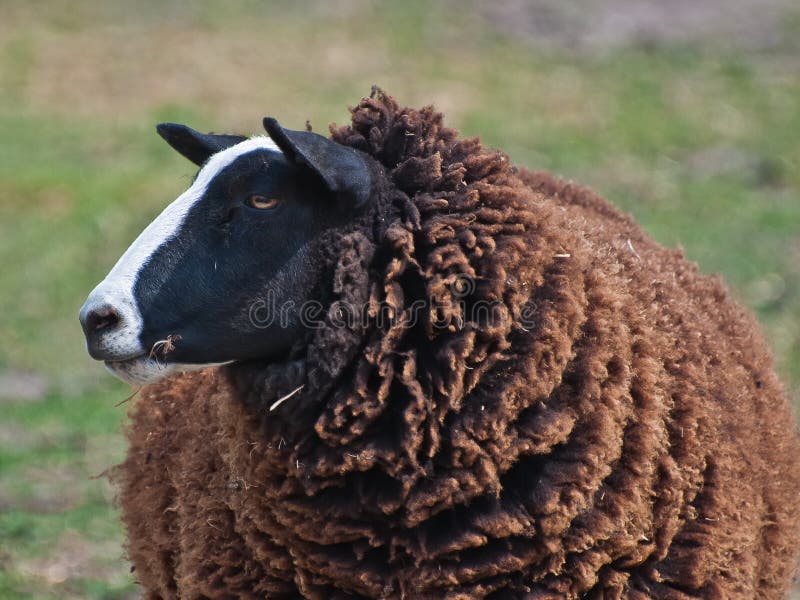 Portrait of a black sheep stock image. Image of hair - 19572577