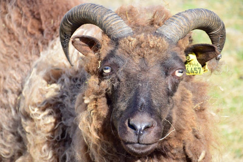 Portrait of a Black Sheep with Horns in Iceland. Editorial Stock Photo ...