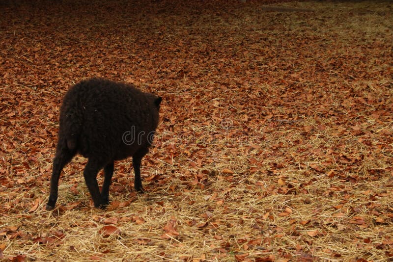 Black Skudda Sheep Stock Photos - Free & Royalty-Free Stock Photos from ...