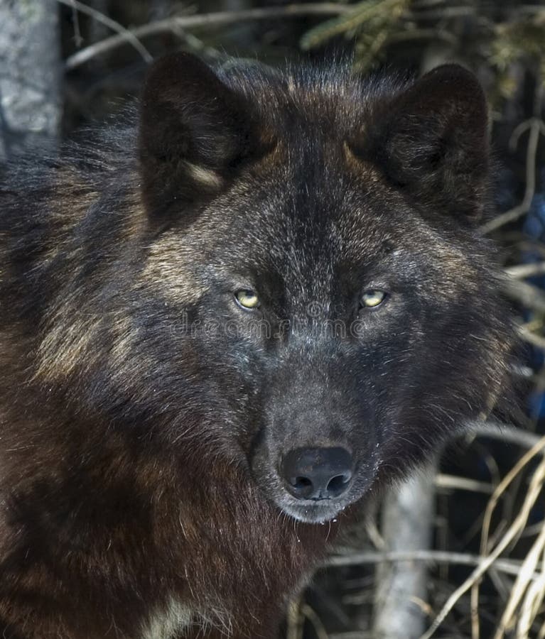 Black Timber Wolf Drinking Water Stock Image - Image of leadership ...