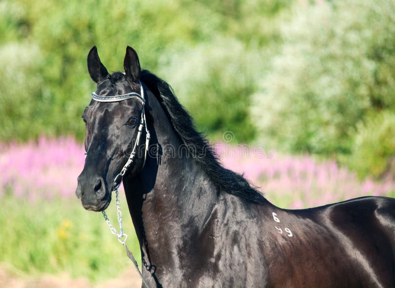 Portrait of Black Trakehner Stallion in Meadow Stock Photo - Image of ...
