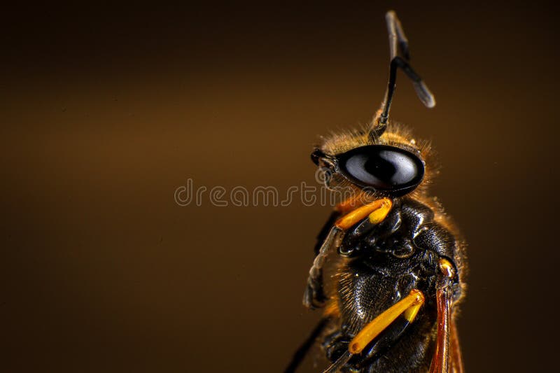 Portrait of Black Wasp, Close Up of Wasp Stock Image - Image of paper ...