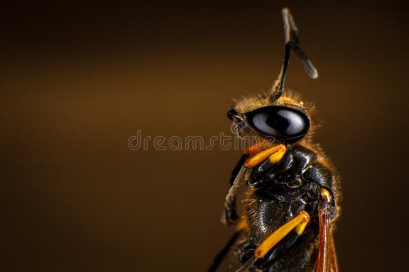 Portrait of Black Wasp, Close Up of Wasp Stock Image - Image of paper ...