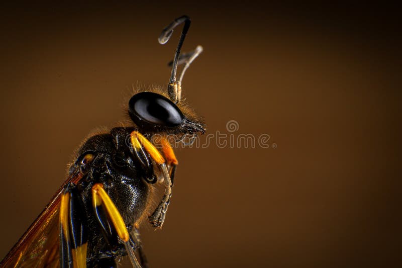 Portrait of Black Wasp, Close Up of Wasp Stock Photo - Image of danger ...