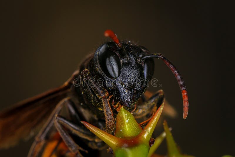 Portrait of Black Wasp, Close Up of Wasp Stock Image - Image of wild, shadow: 336983361
