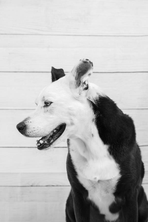 Portrait of a Black and White Dog Looking Left Stock Image - Image of ...