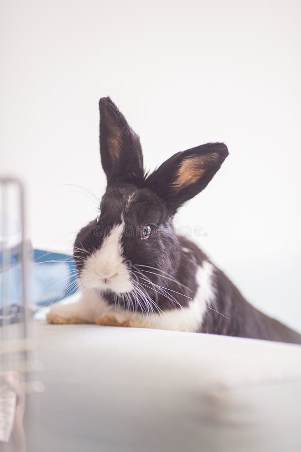 Portrait of a Black and White Dutch Rabbit Indoor Stock Image - Image ...