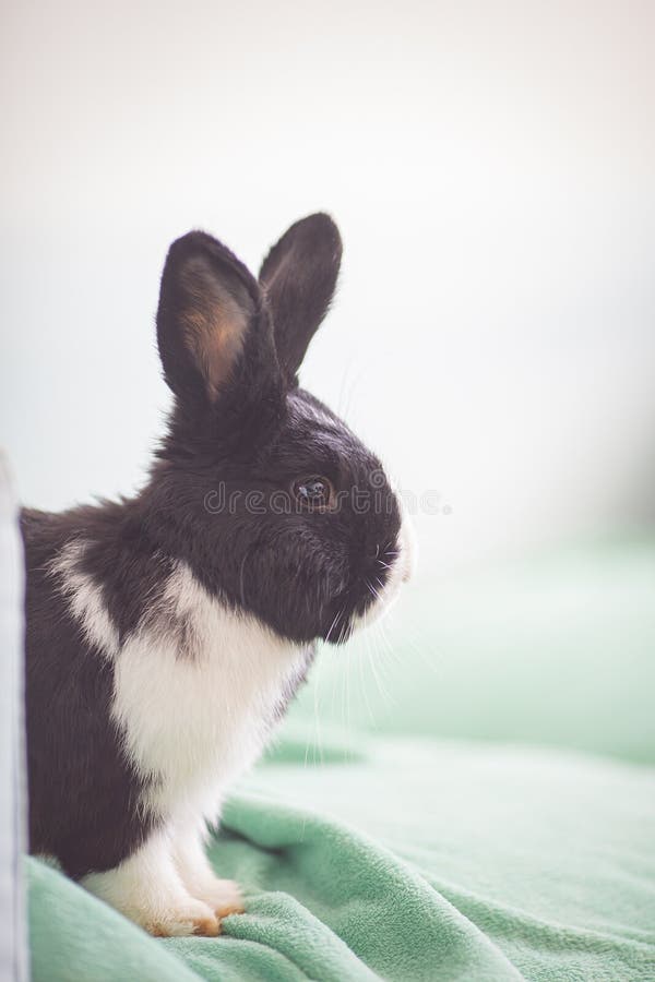 486 Dutch Rabbit Photos - Free & Royalty-Free Stock Photos from Dreamstime