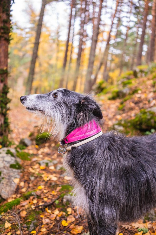 Portrait of a Black and White Long Hair Greyhound Stock Photo - Image ...