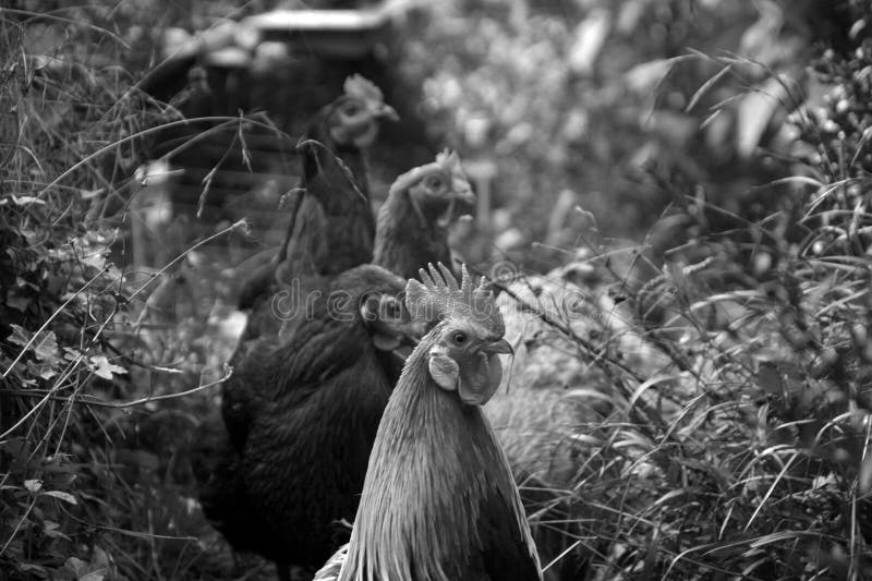 Portrait in Black and White of a Group of Hens Stock Image - Image of ...